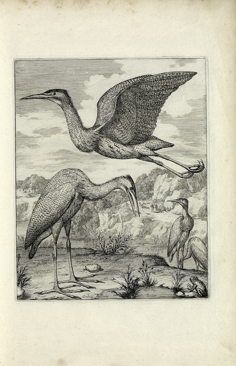 Catherine Perrot: Color, Gender, and Medium in the Seventeenth-Century ...