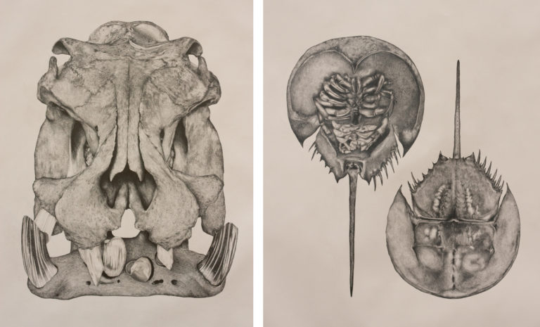 Artist’s Notes: Drawing on 18th-Century Natural History – by Chris ...