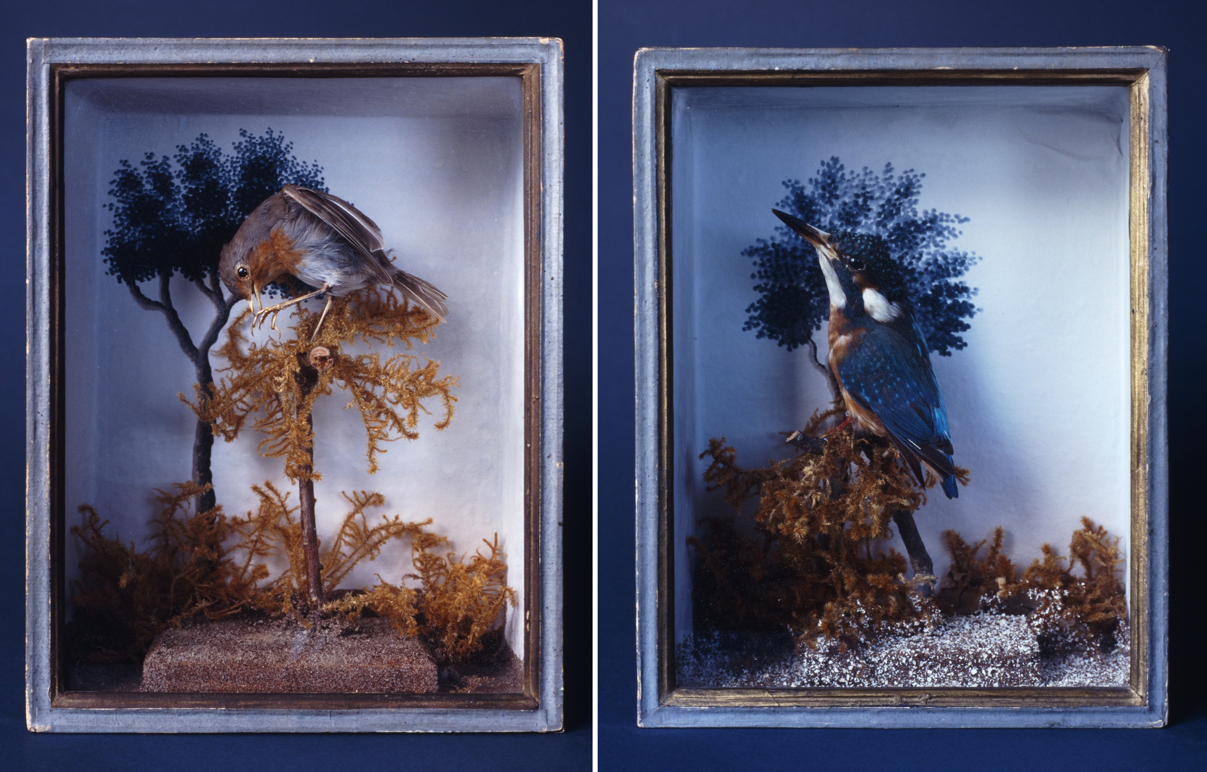 Staging Life Natural History Tableaux In Eighteenth Century Europe