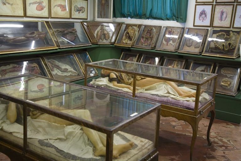 Vividness without Vitality: The Specola Venus’s Intersecting Afterlives ...